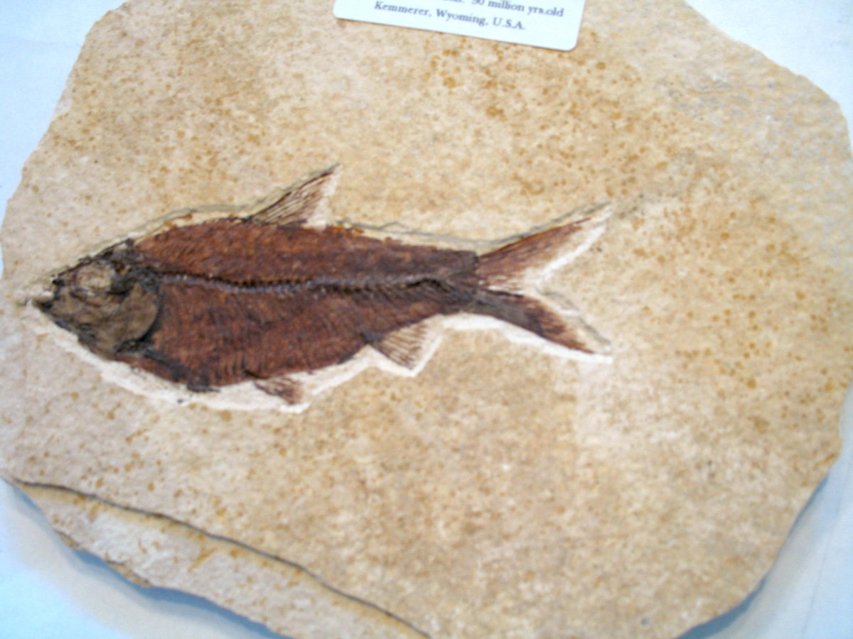 10. Sight and Sound: A Daunting Task for Evolution | Evolution: An ...