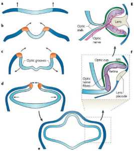 4a. Ten Impossibilities of Evolution | Evolution: An Objective Look