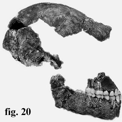51: Homo naledi: The Real Story | Evolution: An Objective Look
