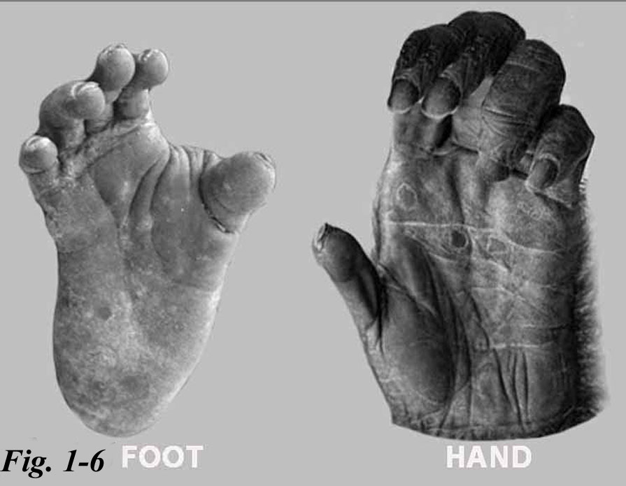 52. How to Tell Ape from Human Bones | Evolution: An Objective Look